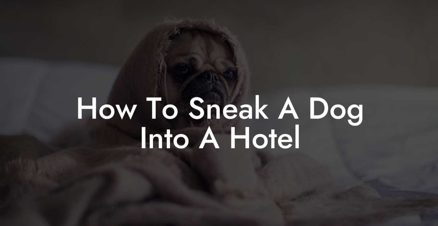 How To Sneak A Dog Into A Hotel - Dog Hotels