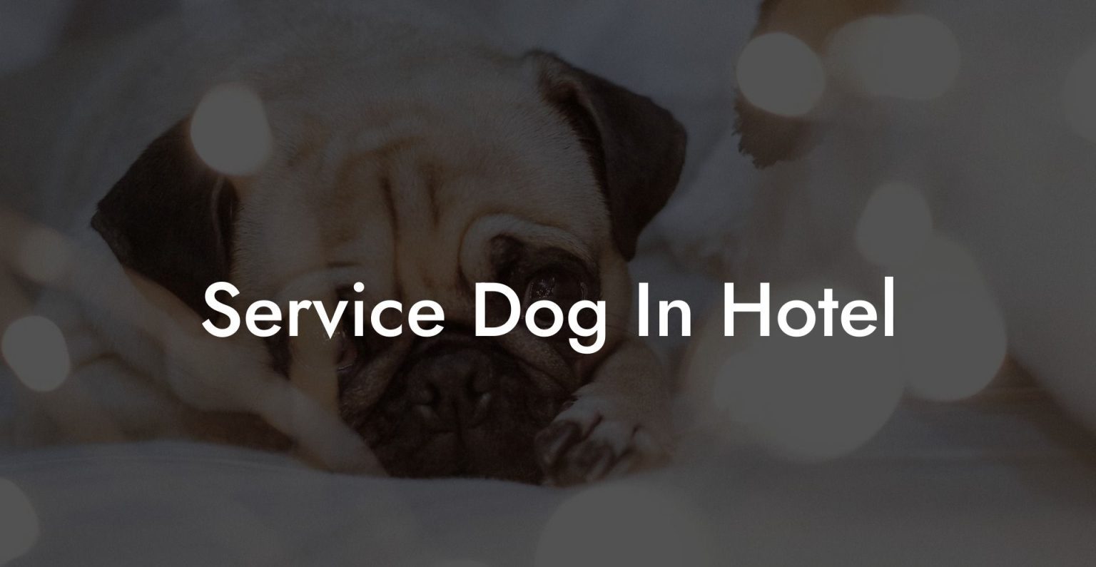 Service Dog In Hotel - Dog Hotels